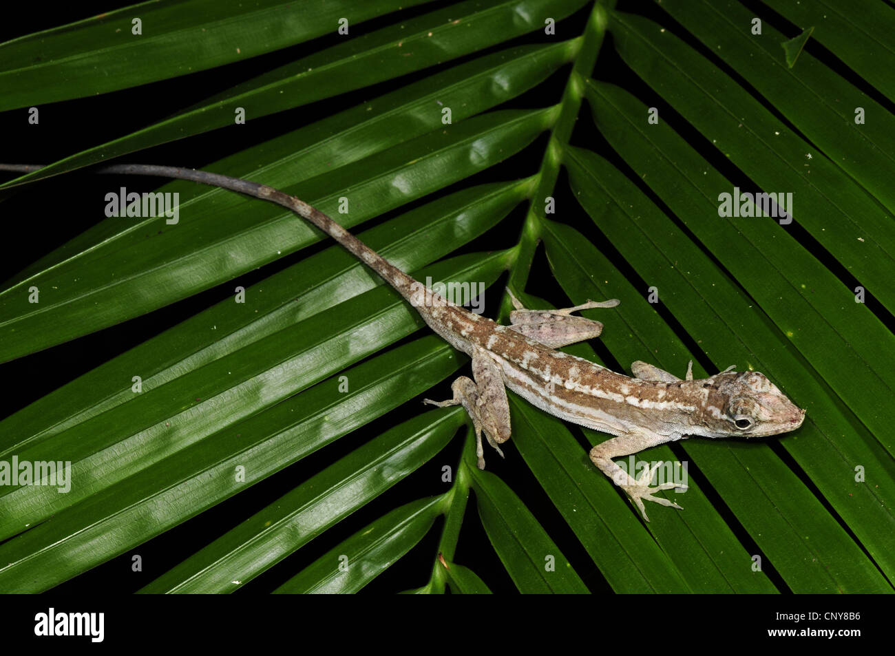 Norops roatanensis hi-res stock photography and images - Alamy