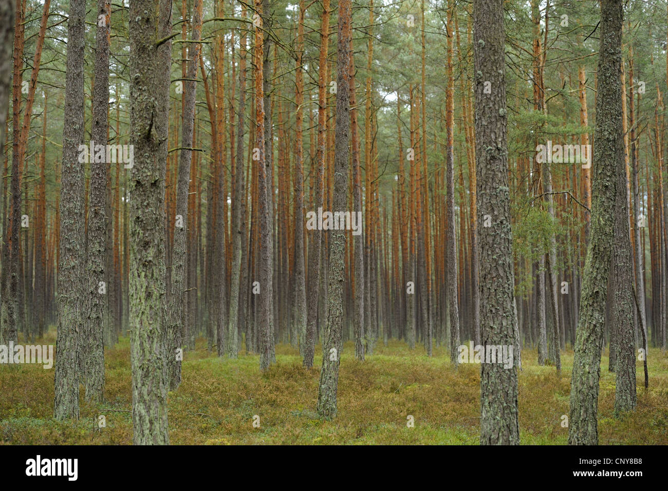 Scotch pine, scots pine (Pinus sylvestris), pine forest, Germany ...
