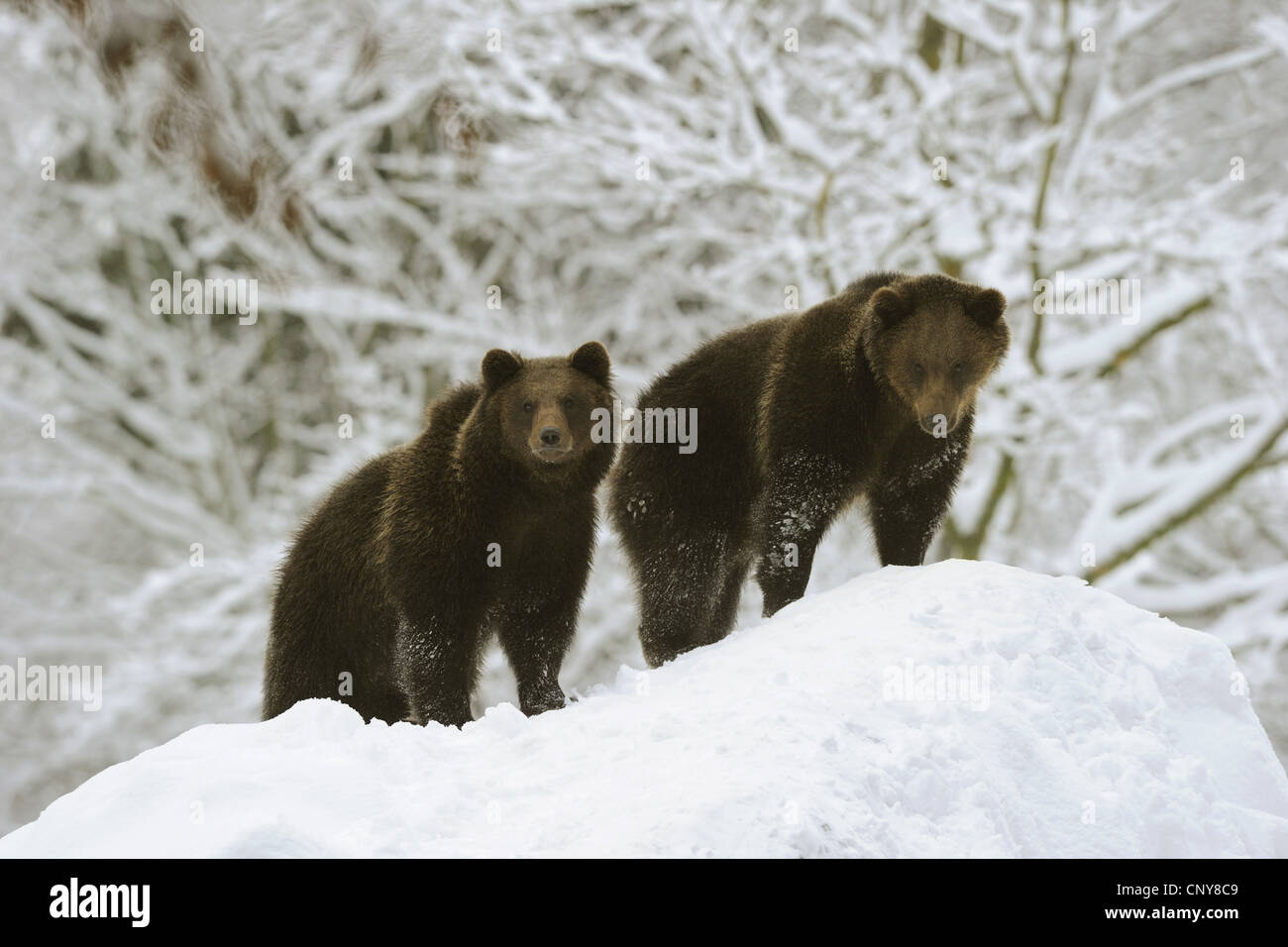 European brown bear (Ursus arctos arctos), two brown bears standing on ...