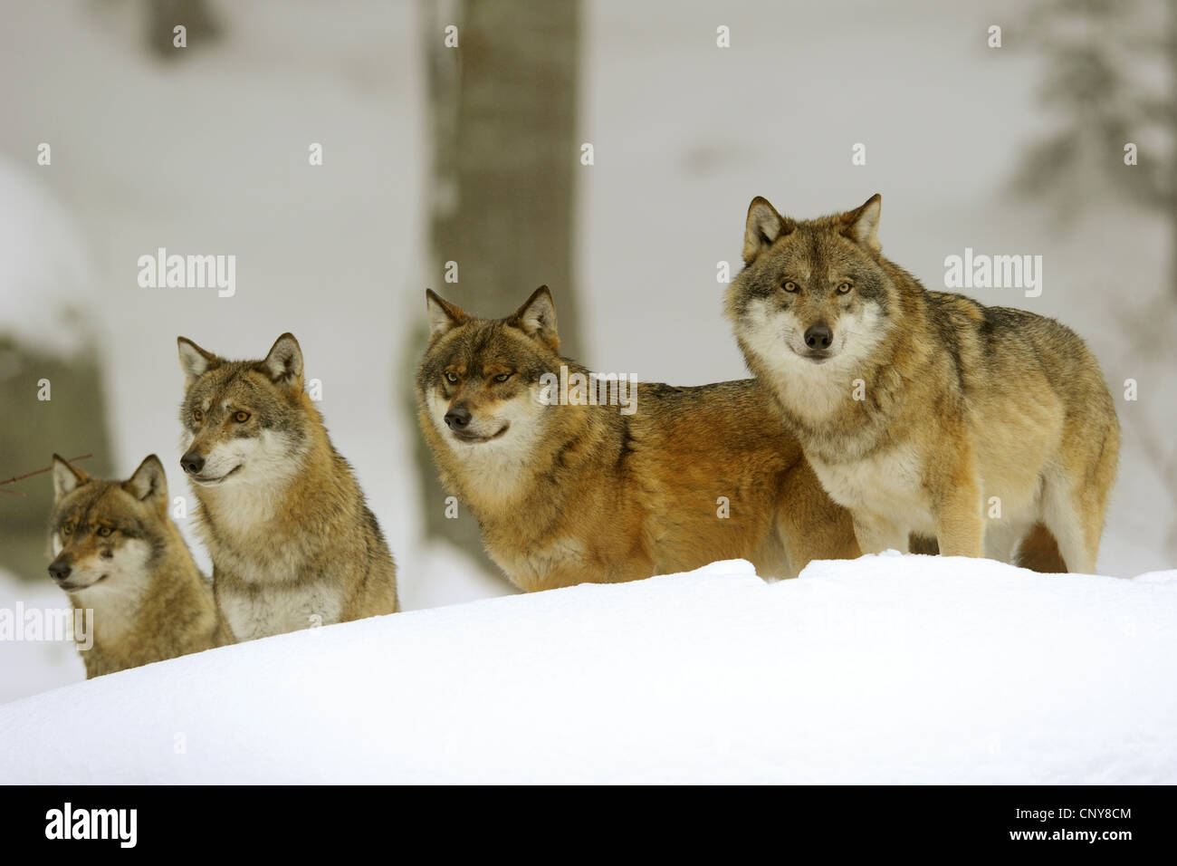 European gray wolf (Canis lupus lupus), four wolves standing ...