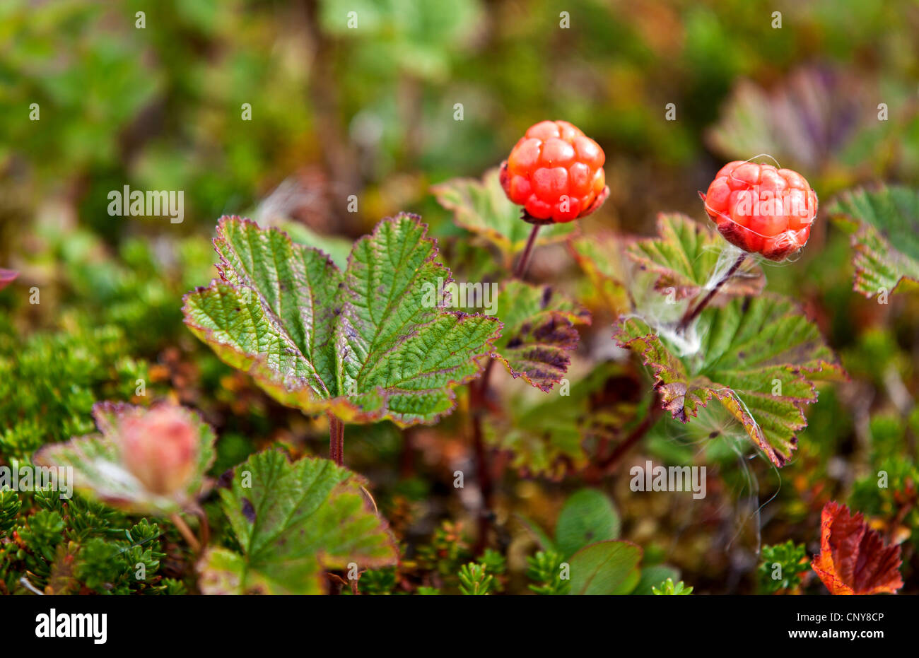 baked-apple berry, cloudberry (Rubus chamaemorus), fruiting, Norway ...