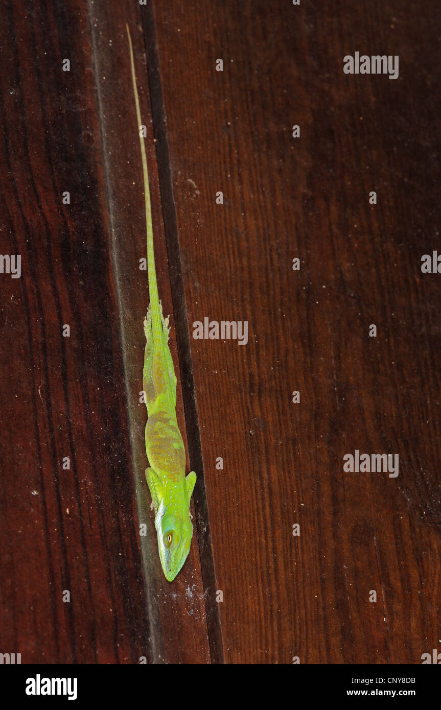 Allisons Anole, Allison's Anole (Anolis allisoni), sleeping at a tree ...