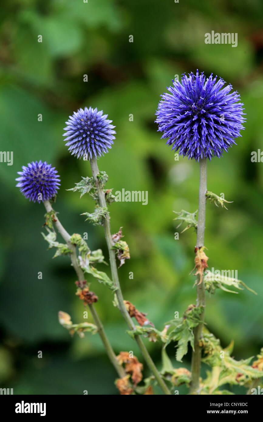 Giant thistles hi-res stock photography and images - Alamy