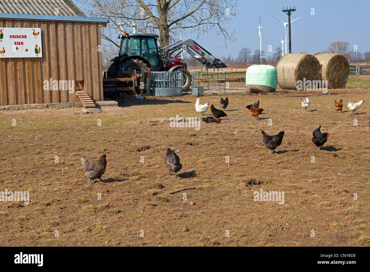 domestic fowl (Gallus gallus f. domestica), Domestic Fowl, Free-range ...