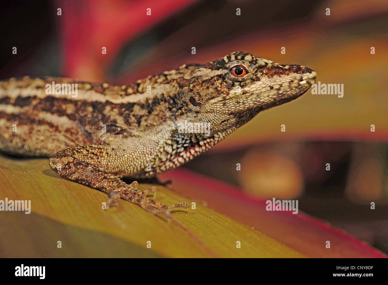 Norops roatanensis hi-res stock photography and images - Alamy