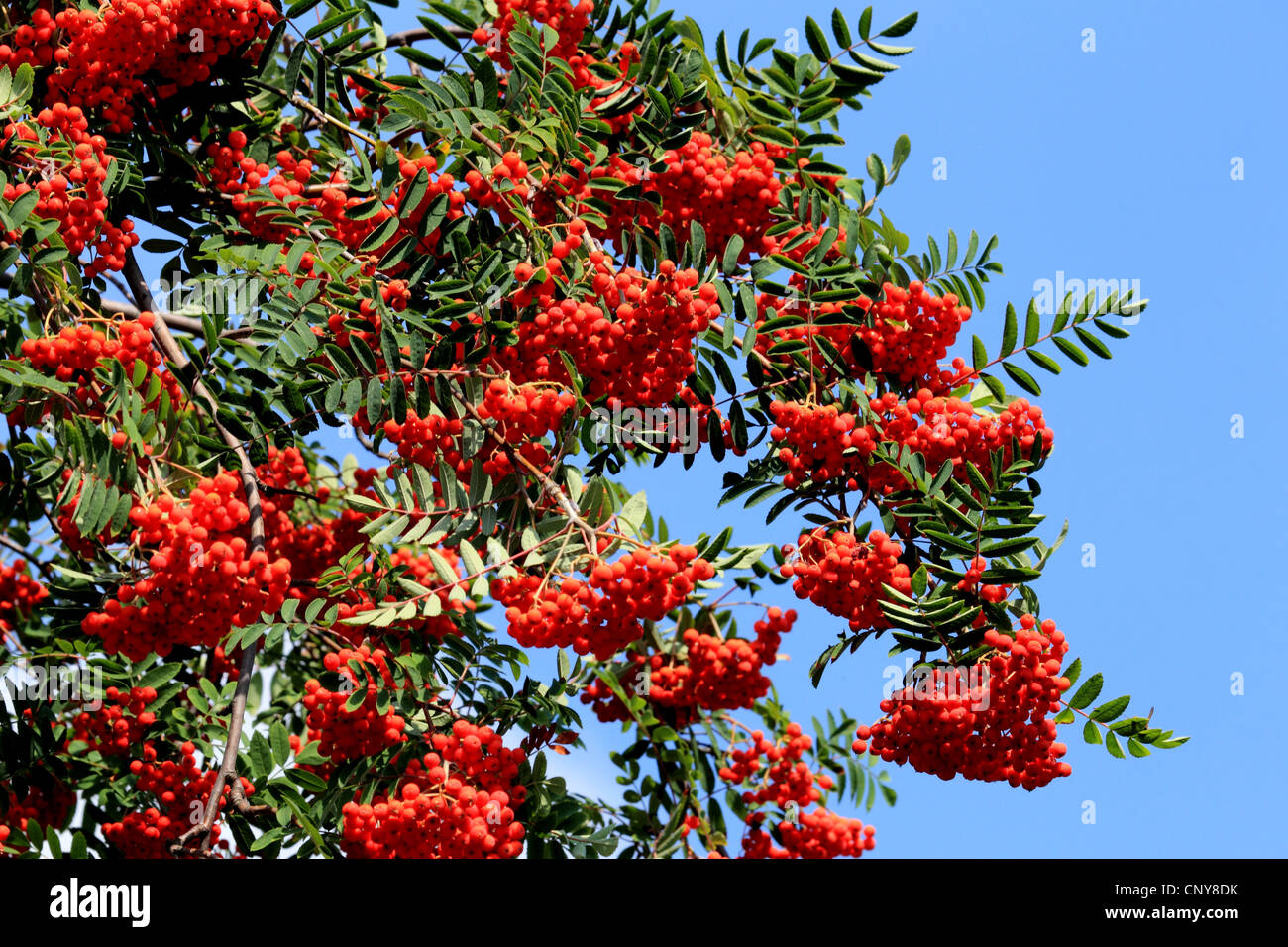 European mountain-ash, rowan tree (Sorbus aucuparia), branches with ...
