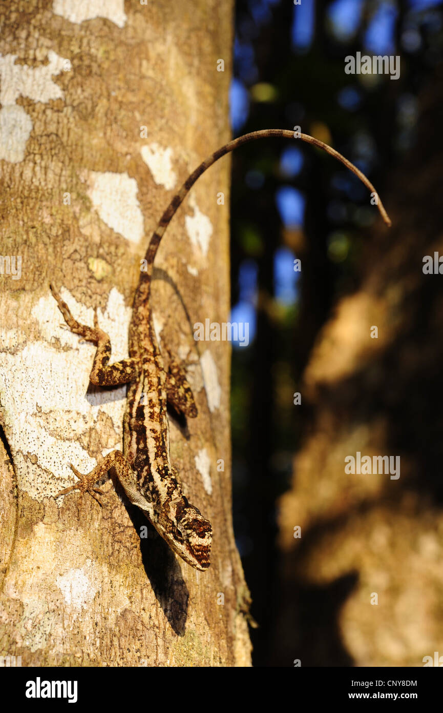 Norops roatanensis hi-res stock photography and images - Alamy