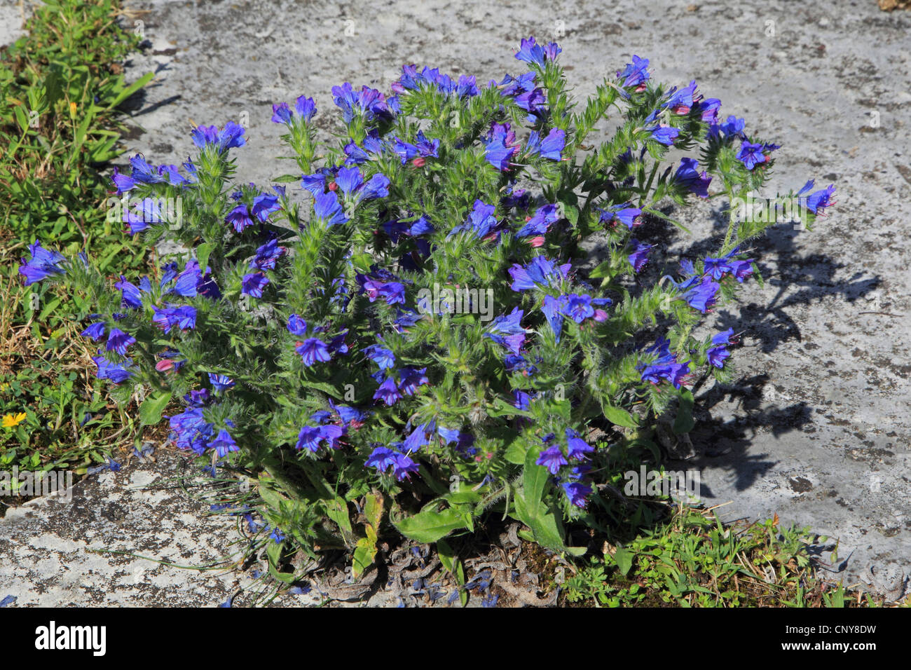 blueweed, blue devil, viper's bugloss, common viper's-bugloss (Echium ...