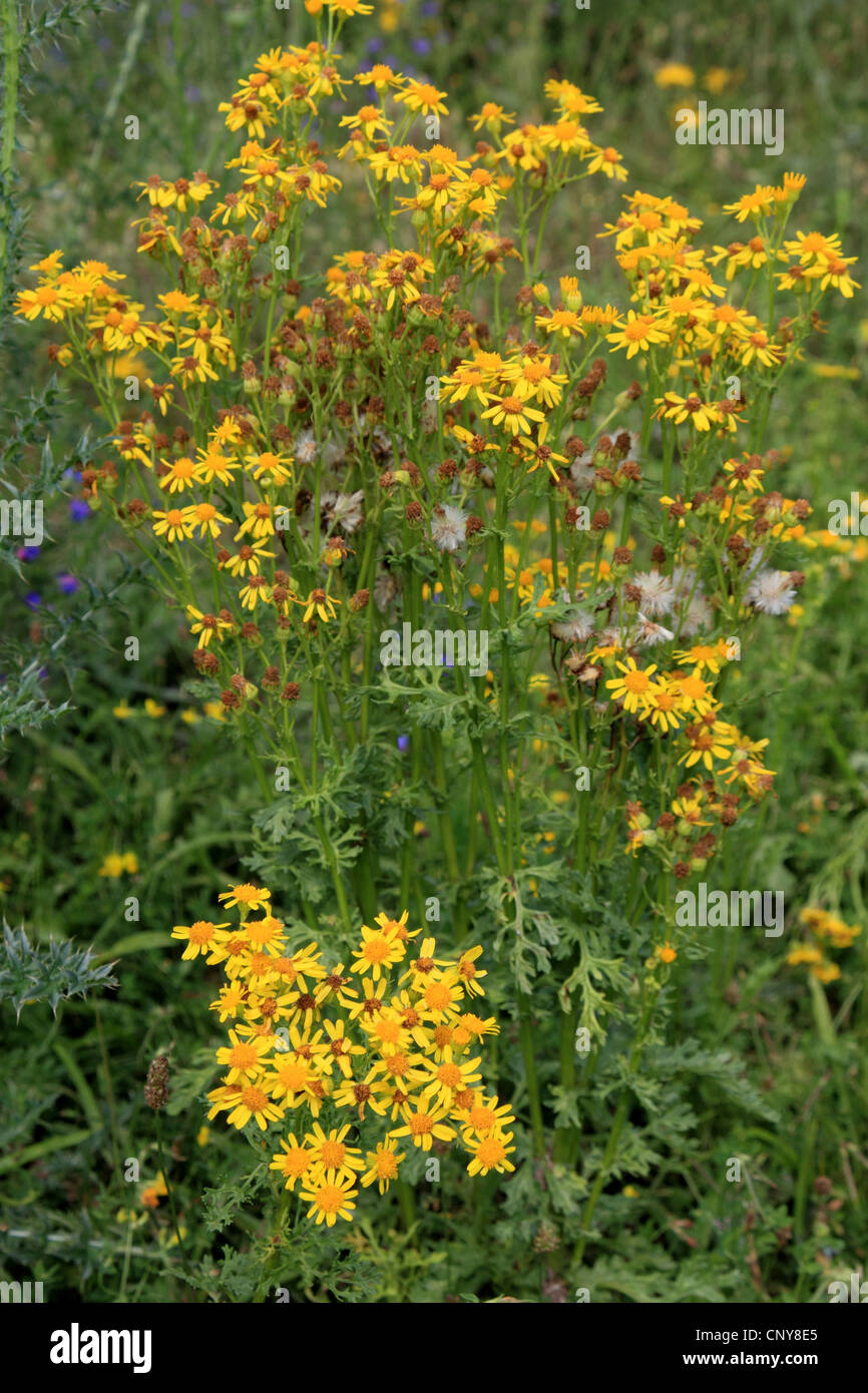 common ragwort, stinking willie, tansy ragwort, tansy ragwort (Senecio ...
