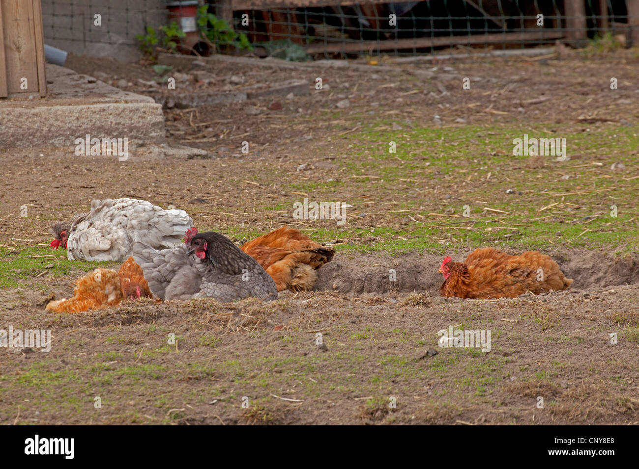 Fowl free range hi-res stock photography and images - Alamy