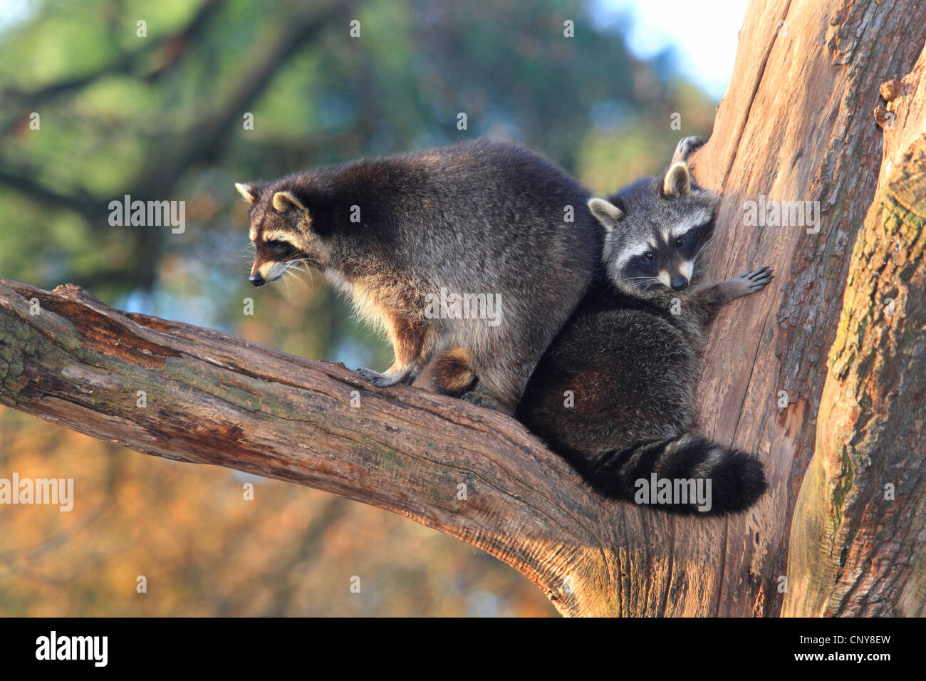 common raccoon (Procyon lotor), two raccoons on a tree, Germany Stock ...