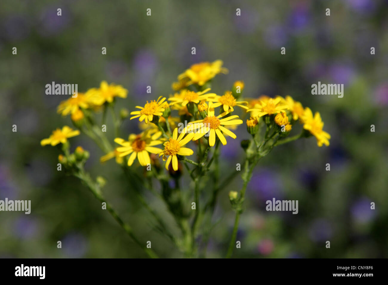 common ragwort, stinking willie, tansy ragwort, tansy ragwort (Senecio ...