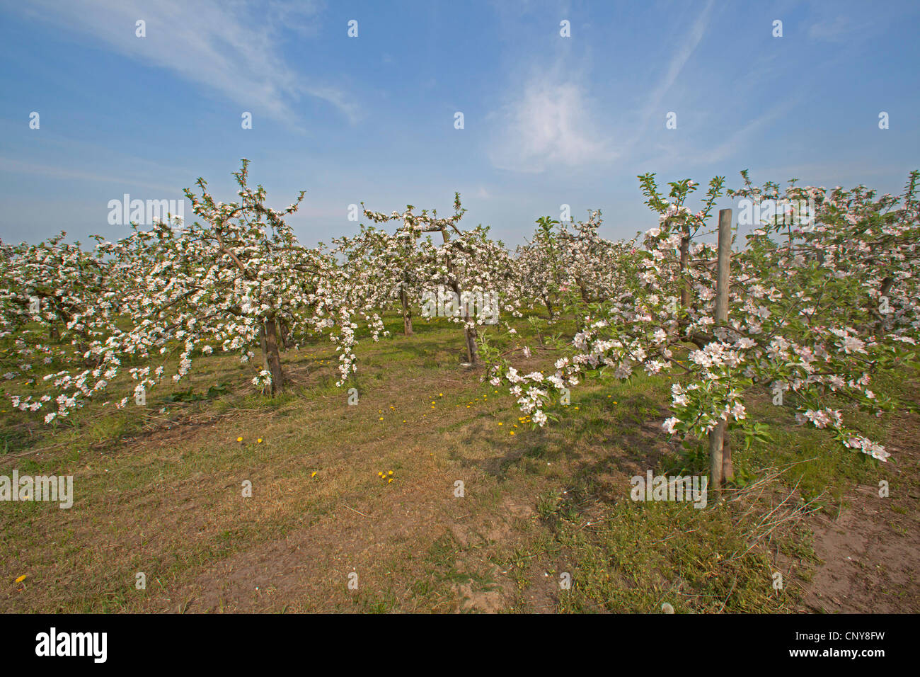 apple tree (Malus domestica), Apple blossom in the Altes Land, Germany ...