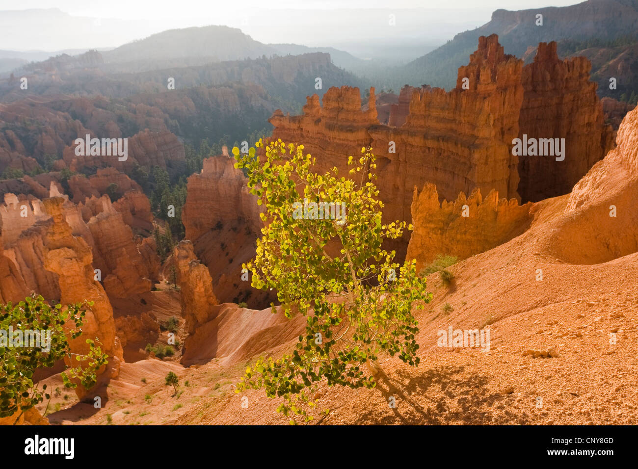 American aspen, quaking aspen, trembling aspen (Populus tremuloides ...