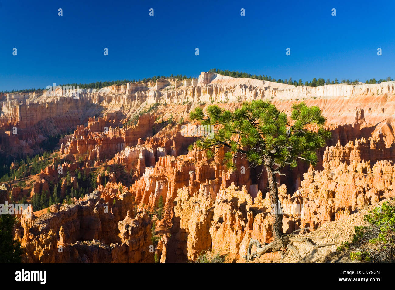Limber pine (Pinus flexilis), growing at the edge of Bryce Canyon with ...