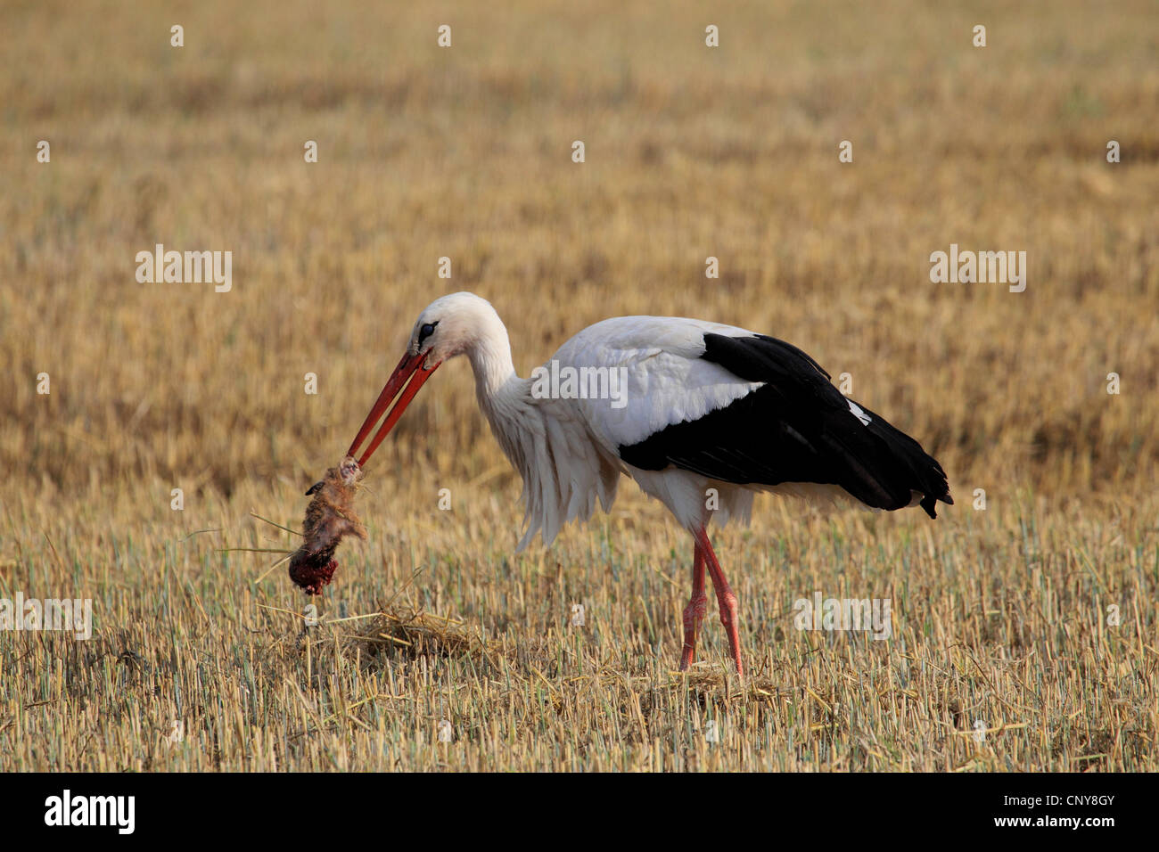 white stork (Ciconia ciconia), with dead young hare in the bill in a ...