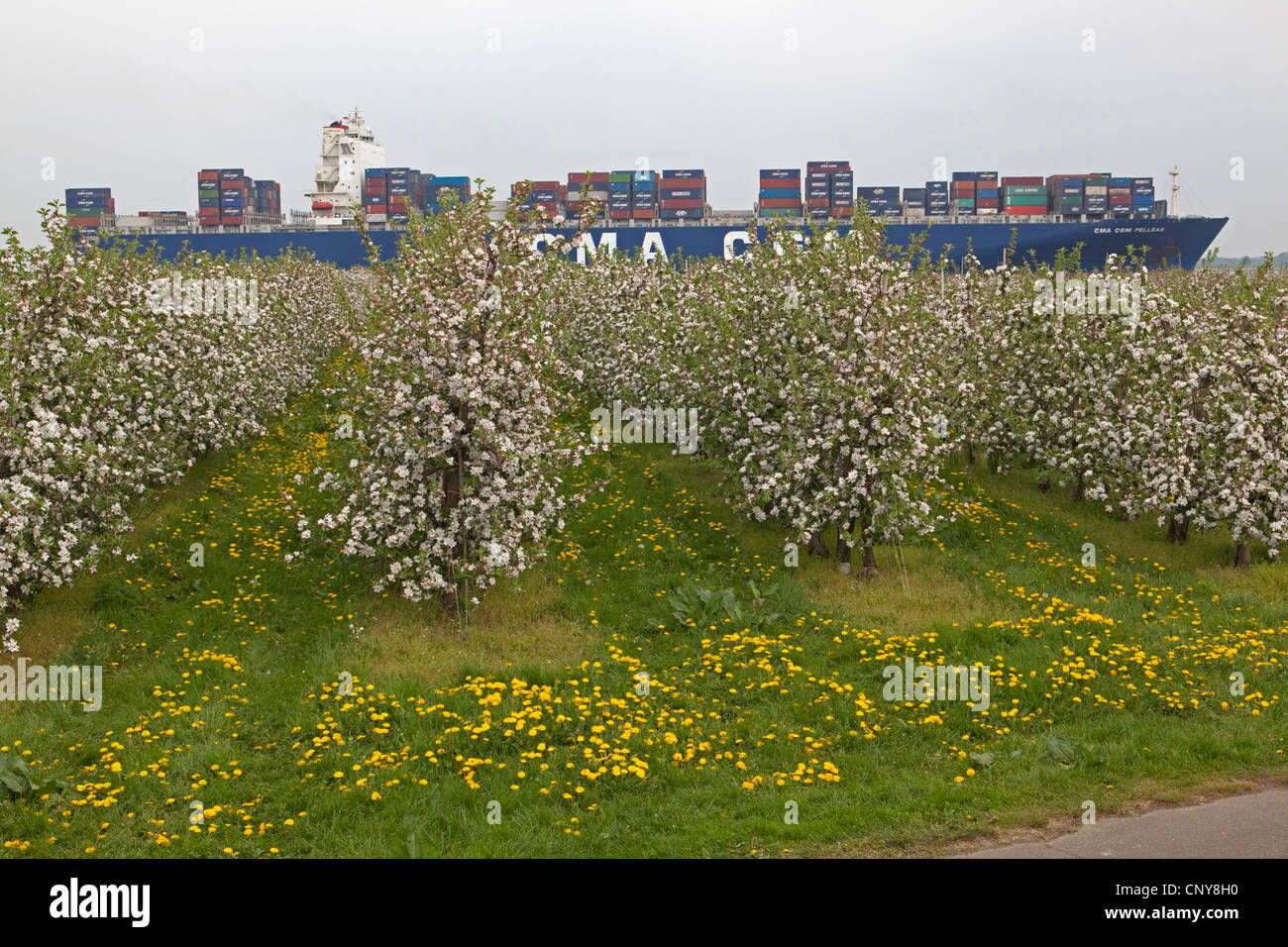 Apple blossom in the Altes Land and dandelion meadow with cargo ship on ...