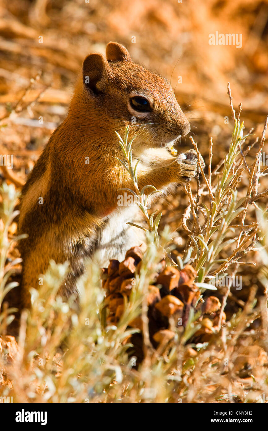 rock squirrel (Spermophilus variegatus), sitting on the ground, USA ...