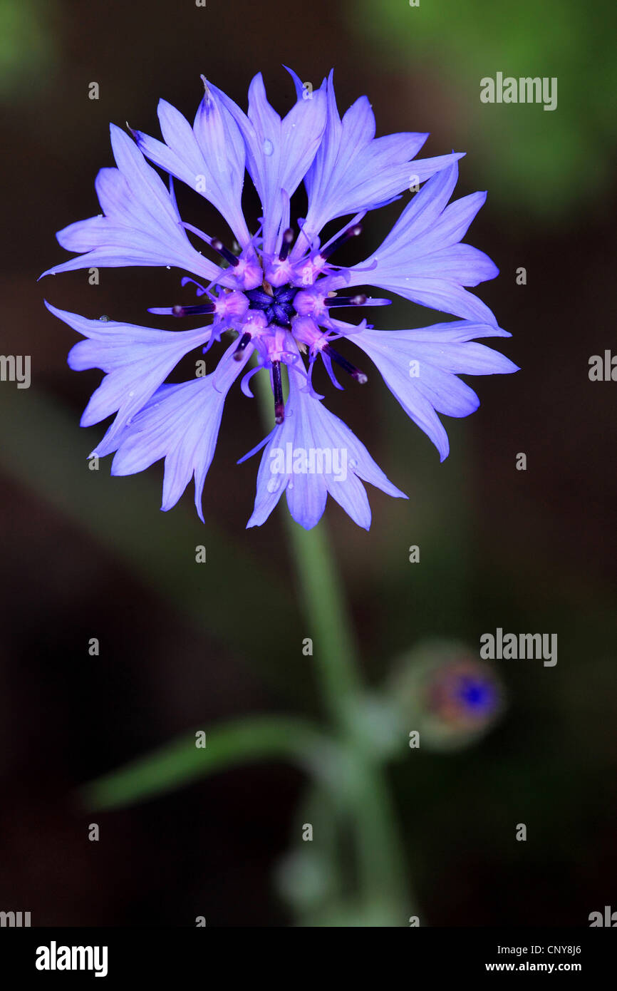 bachelor's button, bluebottle, cornflower (Centaurea cyanus ...