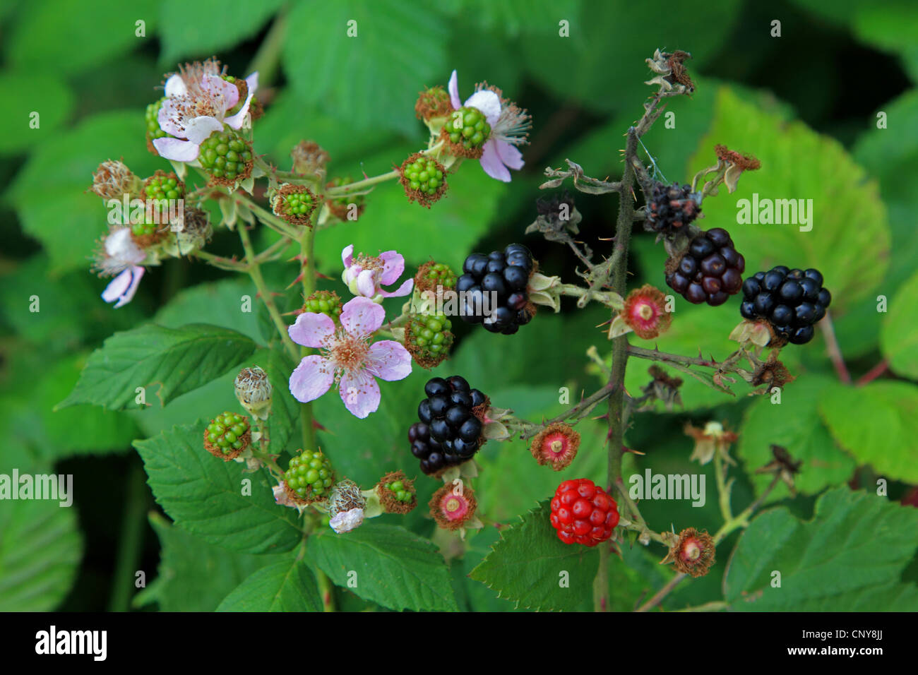 Blackberry bramble rubus fruticosus flowers hi-res stock photography ...