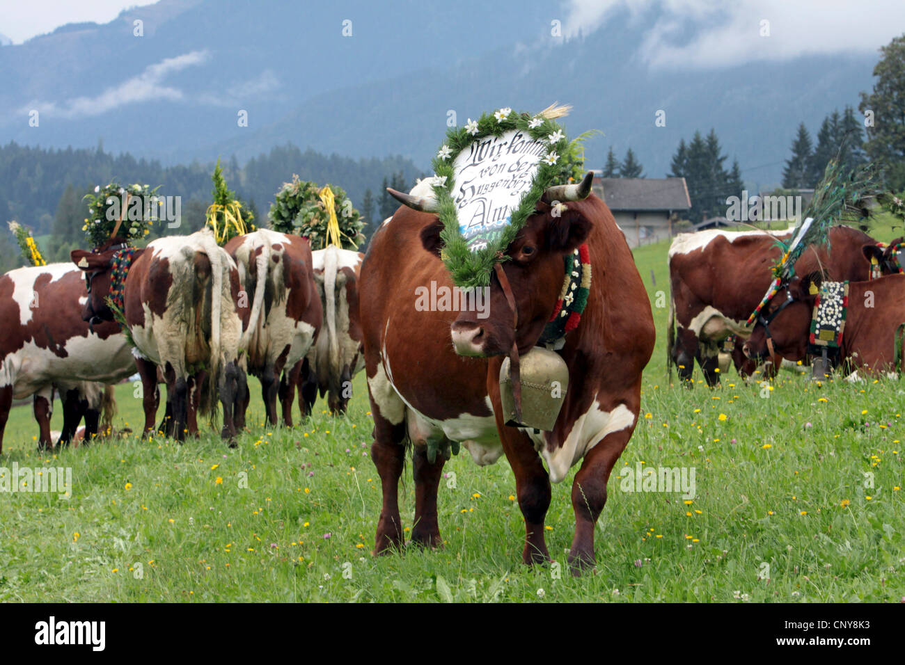 Almabtrieb hi-res stock photography and images - Alamy