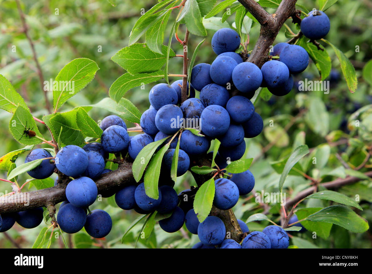blackthorn, sloe (Prunus spinosa), fruit on a branch, Germany Stock ...