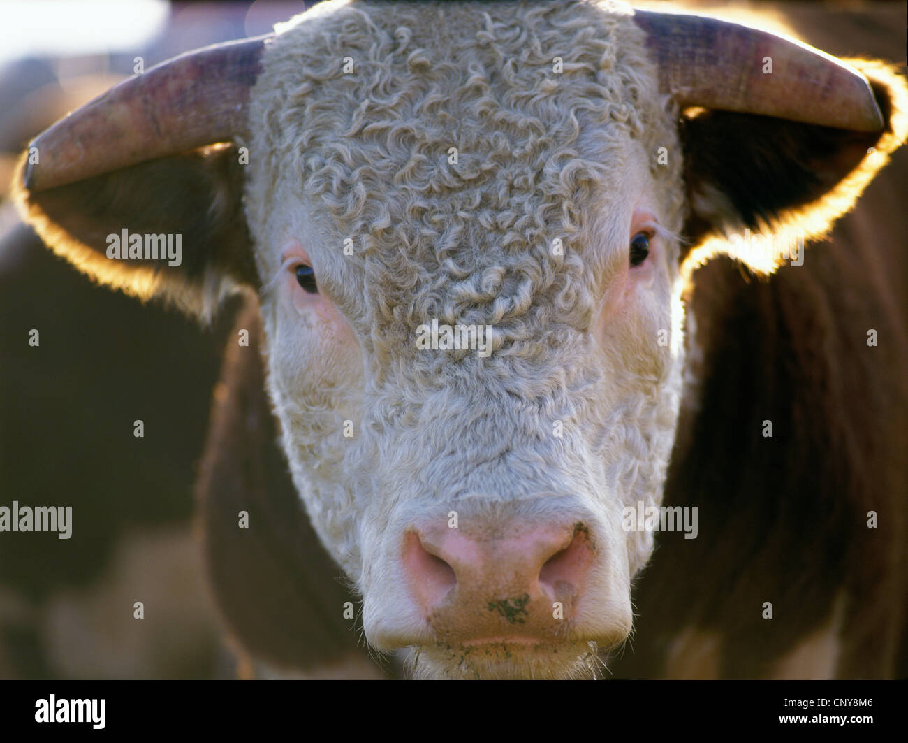 Bull head back hi-res stock photography and images - Alamy