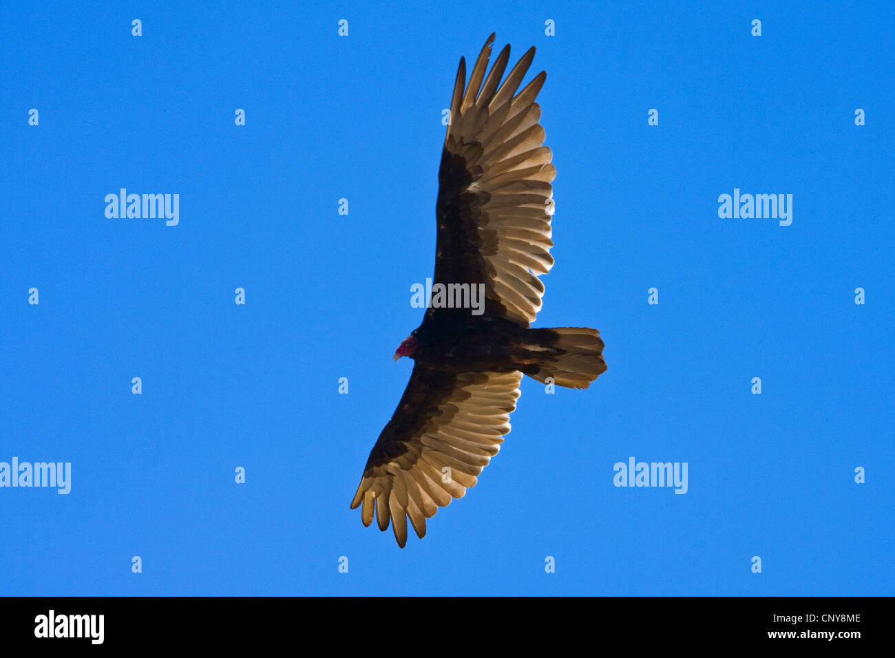 Vulture photographs hi-res stock photography and images - Alamy