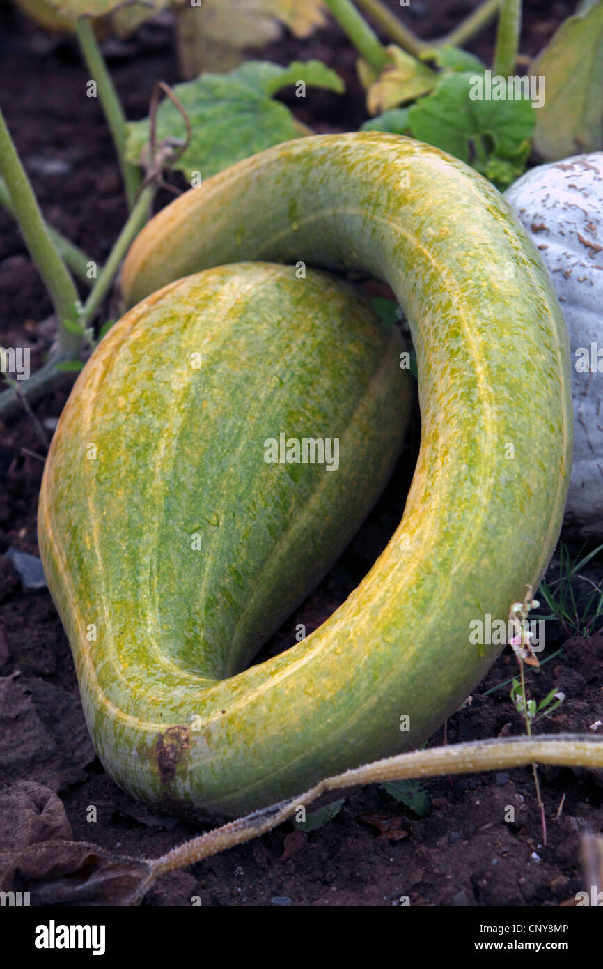 gourd (Cucurbita spec.), squash, Germany, Bundesgartenschau Stock Photo ...