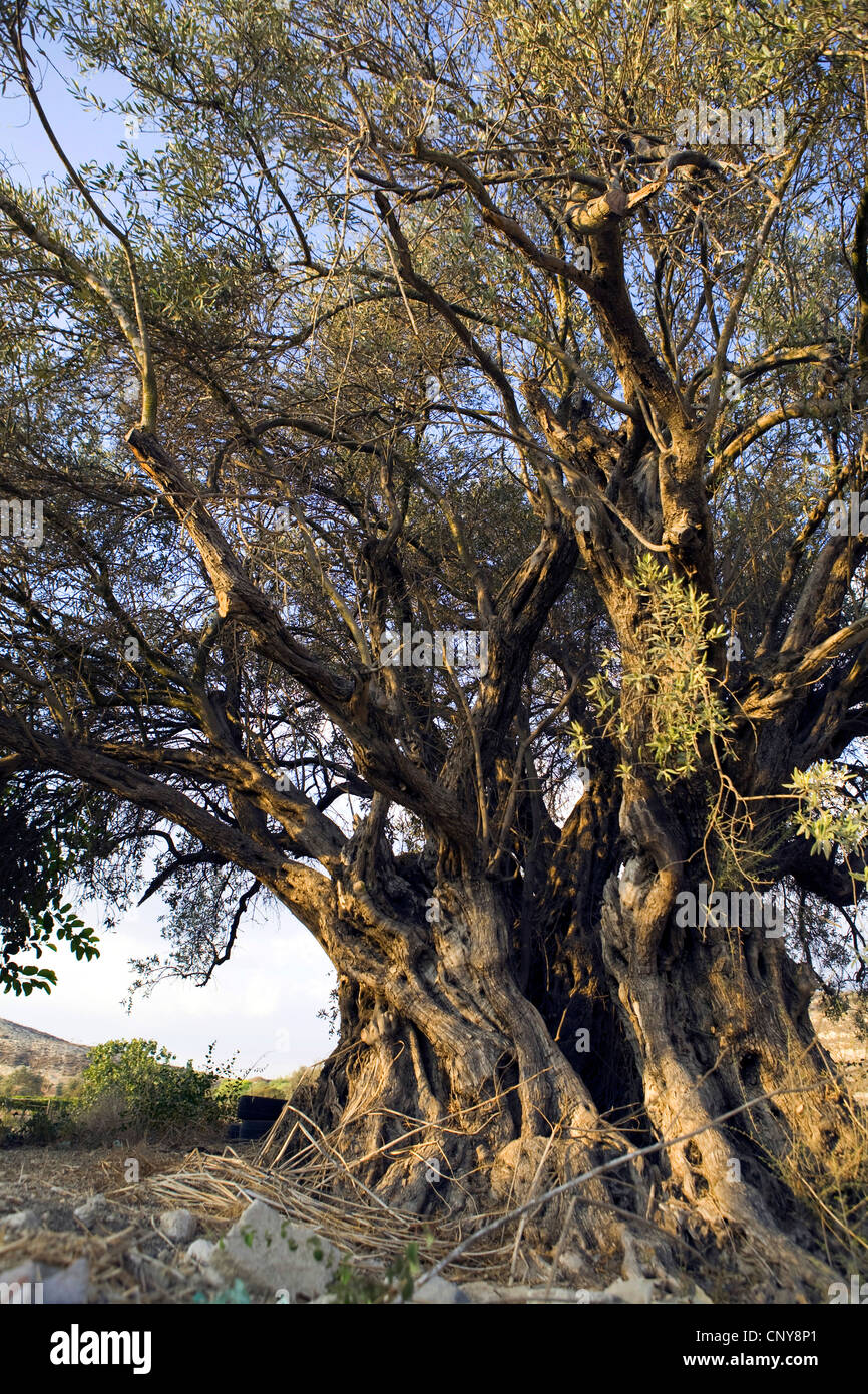 olive tree (Olea europaea ssp. sativa), old olive tree, Cyprus ...