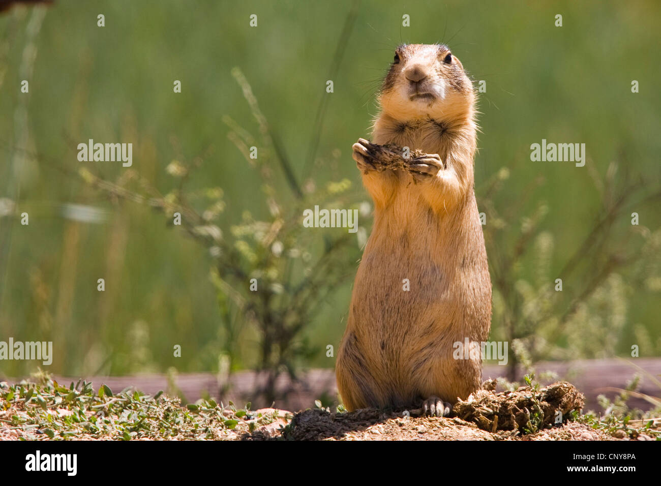 Utah prairie dog (Cynomys parvidens), sitting at street border feeding ...