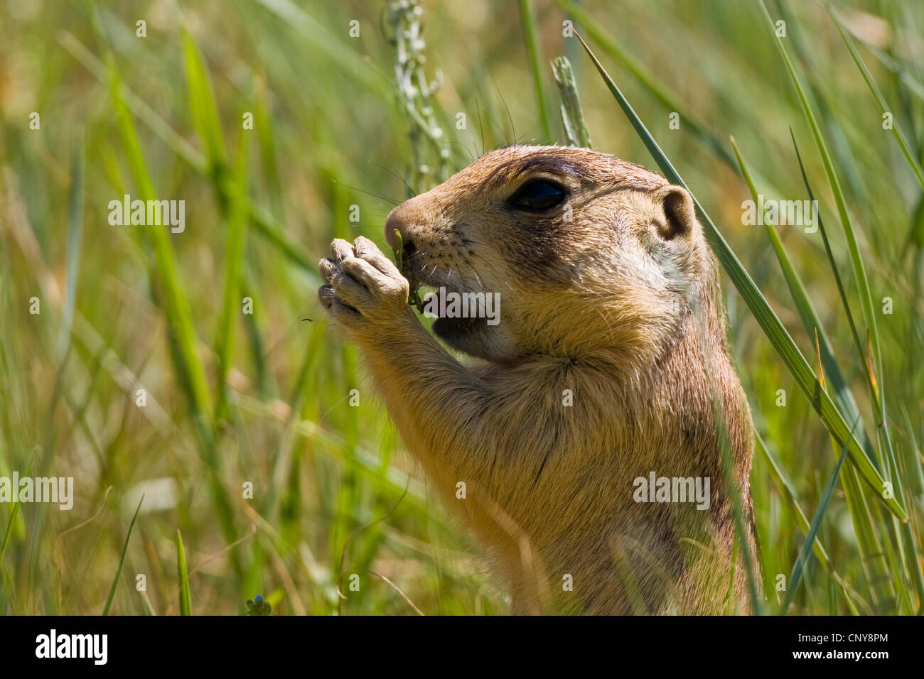Cynomys parvidens hi-res stock photography and images - Alamy