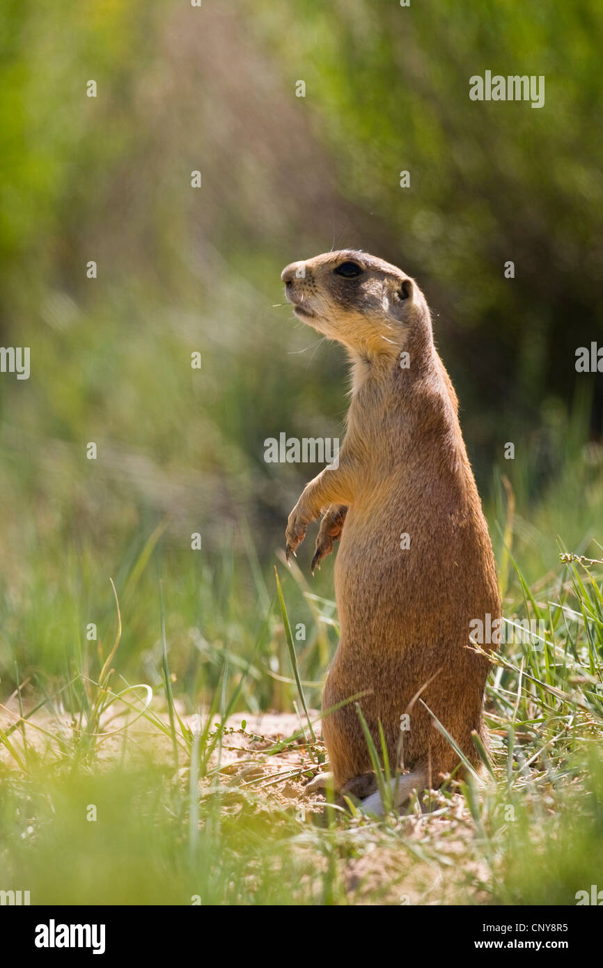 Utah prairie dog (Cynomys parvidens), looking watchfully, USA, Utah ...