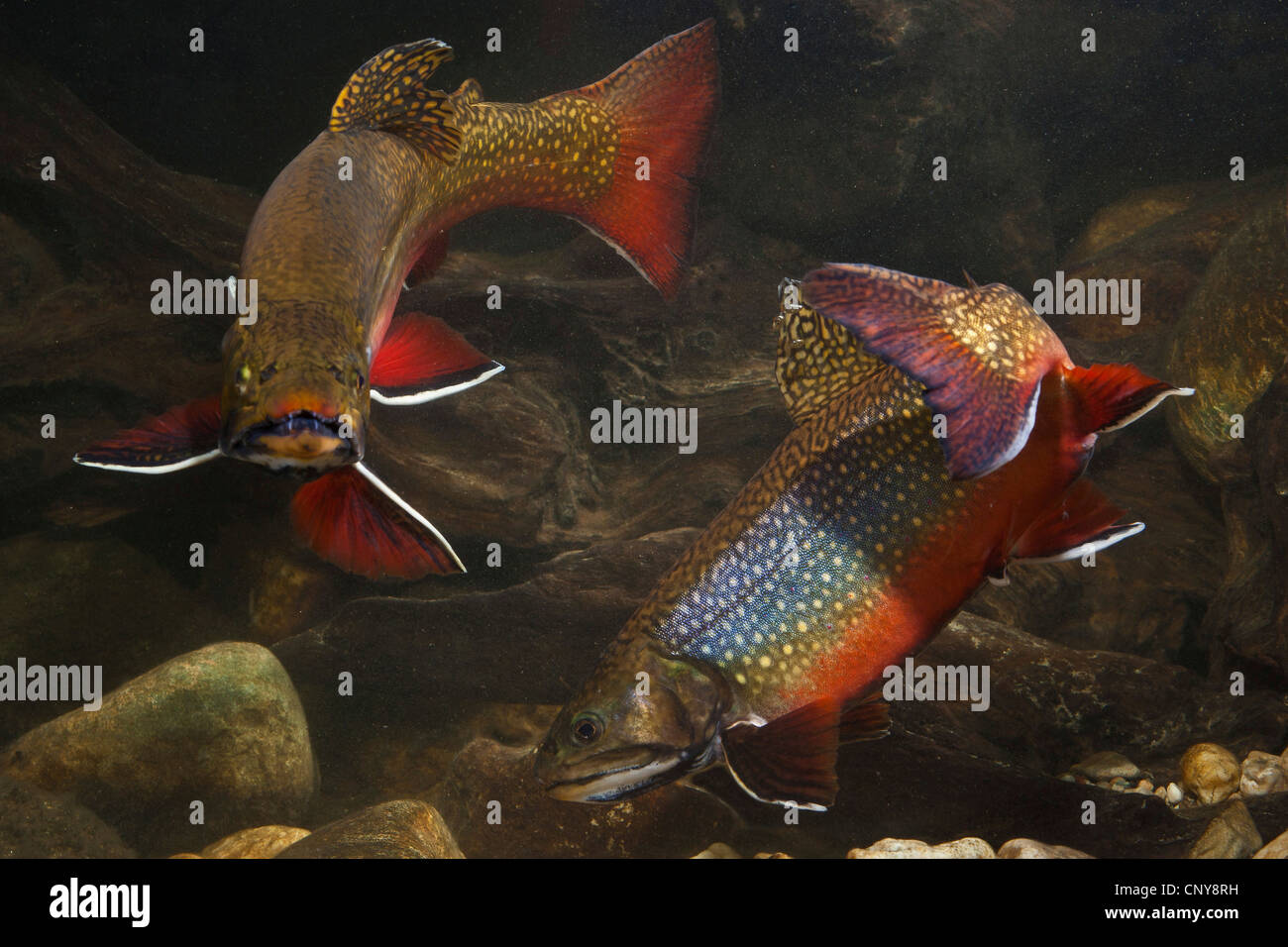 brook trout, brook char, brook charr (Salvelinus fontinalis), rivaling ...