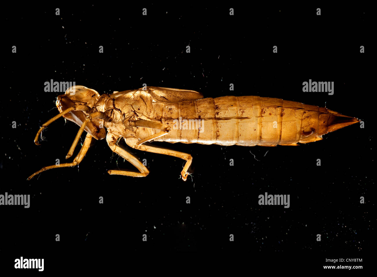 Dragonfly larvae hi-res stock photography and images - Alamy