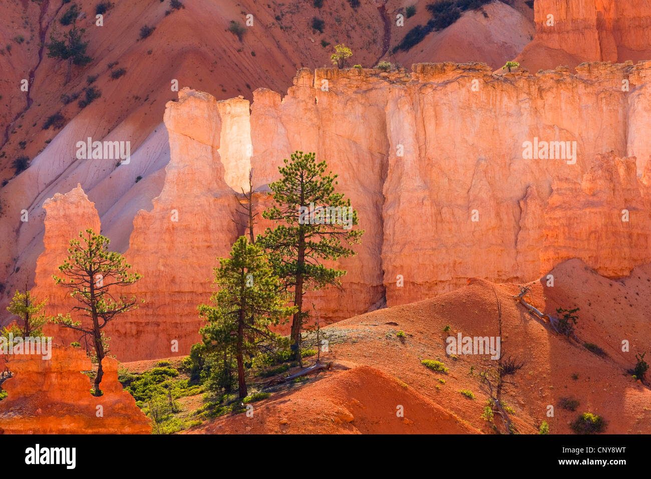 Limber pine (Pinus flexilis), pines between colourful rock formations ...