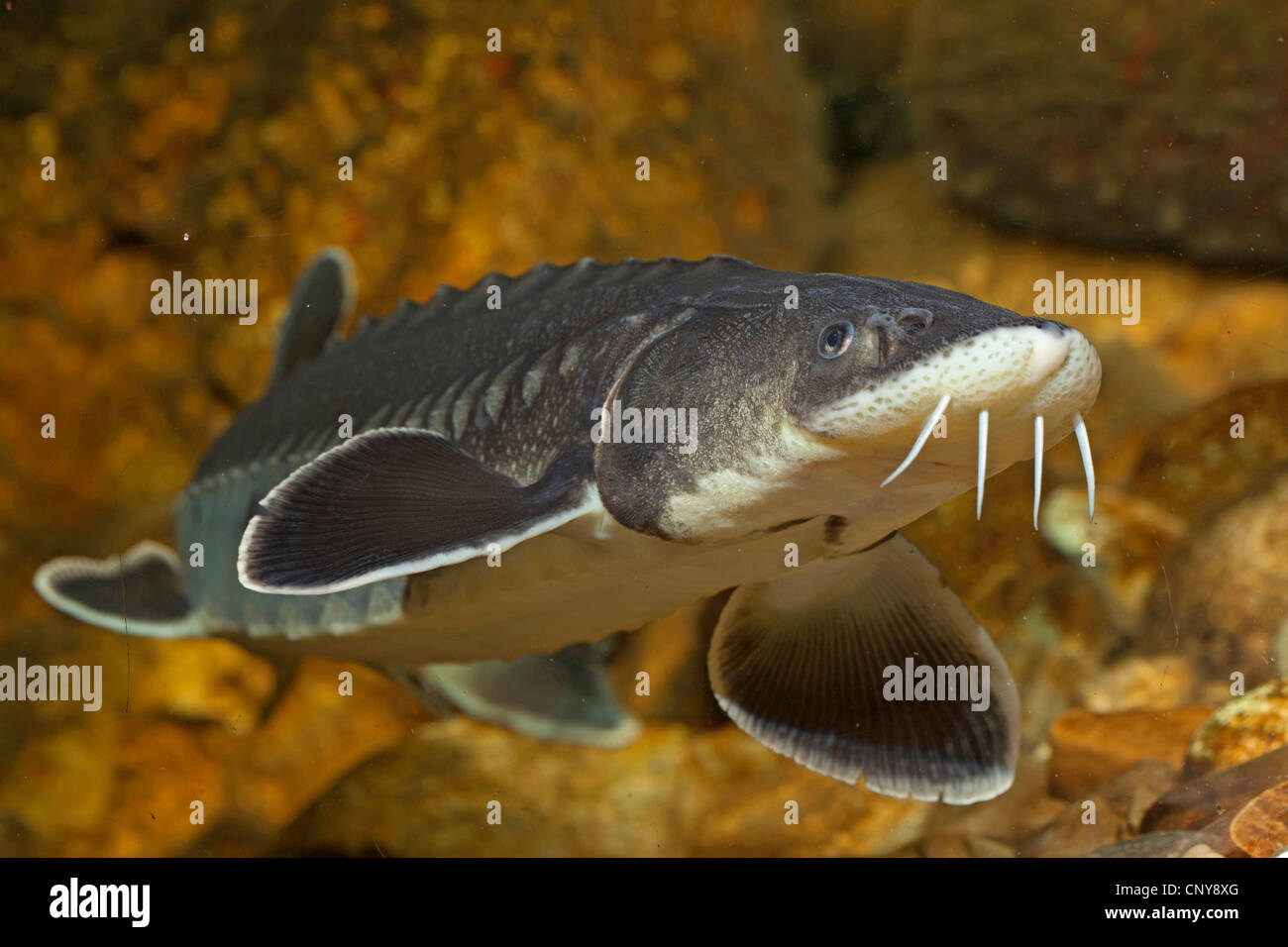 Sturgeon fish hi-res stock photography and images - Alamy