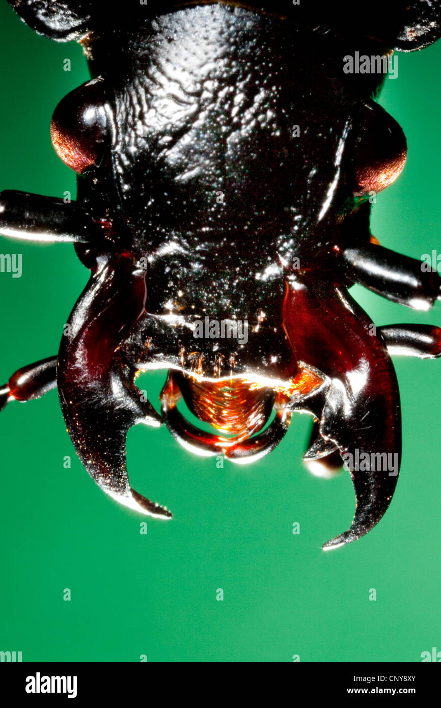 leatherback ground beetle (Carabus coriaceus), portrait with mouthparts ...