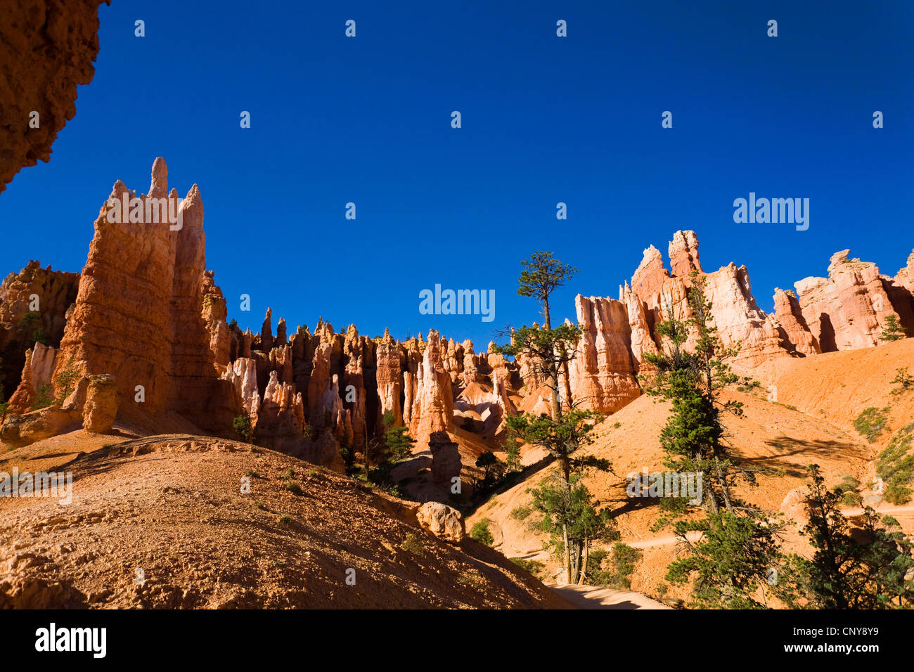 eroded rock formations at Queens Garden Trail, USA, Utah, Bryce Canyon ...