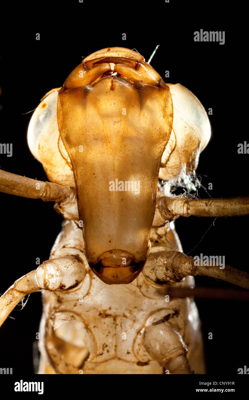 emperor dragonfly (Anax imperator), portrait of a larva with the ...