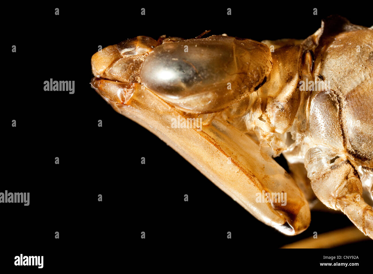 Emperor dragonfly larvae High Resolution Stock Photography and Images ...