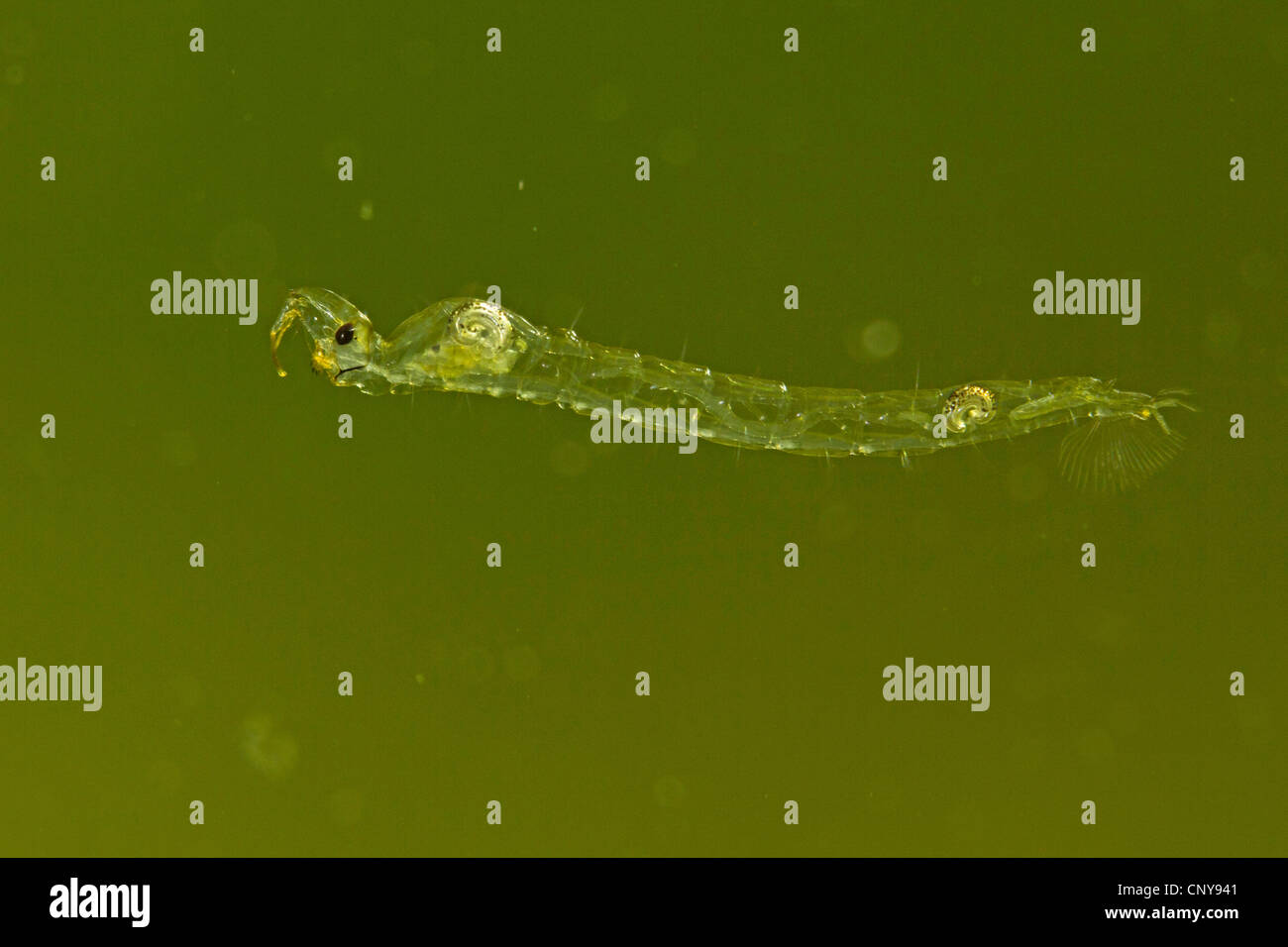 Phantom midge (Chaoborus spec.), larva floating in the water Stock ...