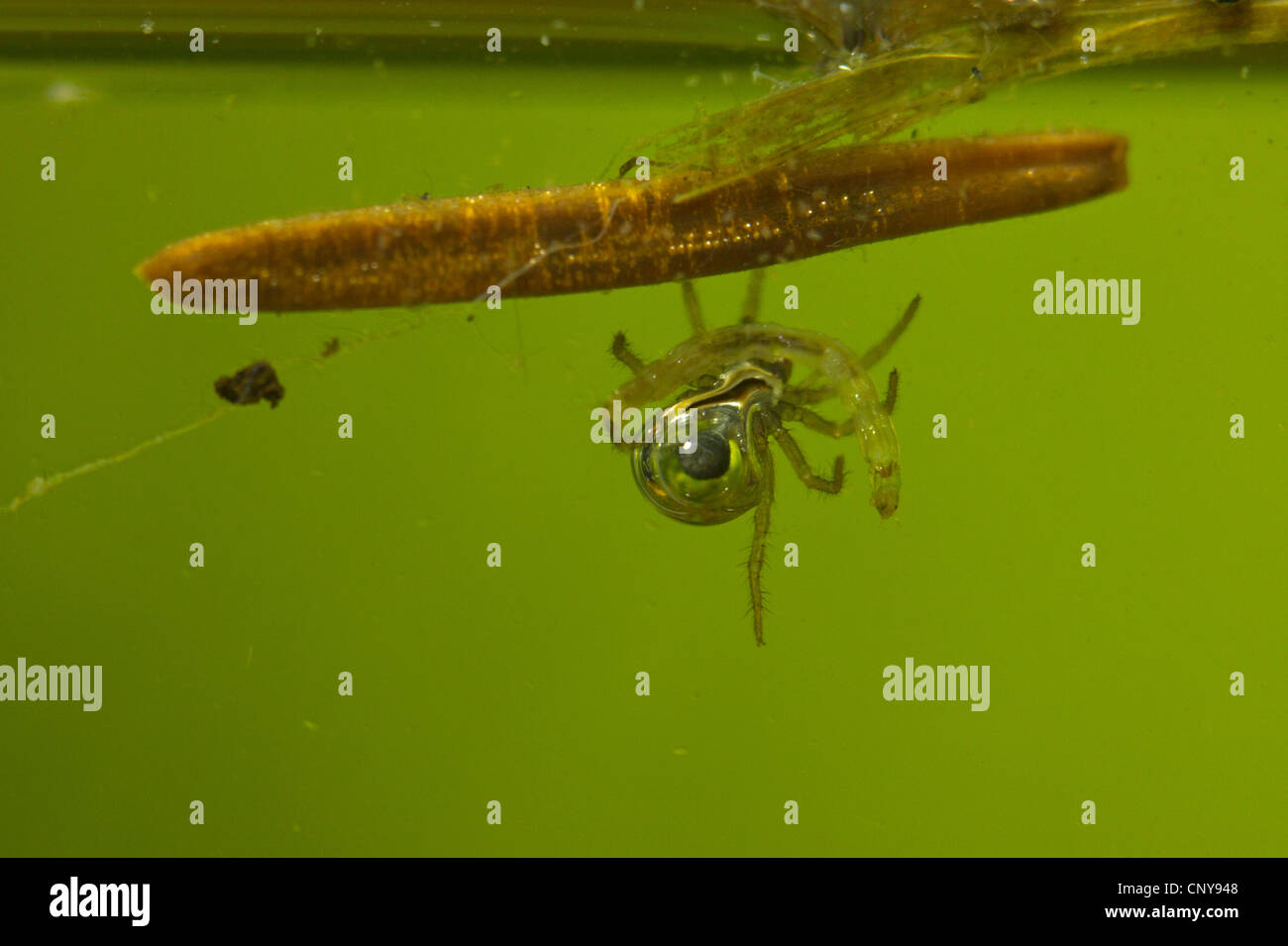 European water spider (Argyroneta aquatica), juvenile catching a midge ...