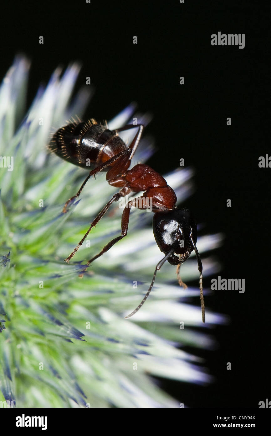 Carpenter ant (Camponotus ligniperda), on an inlorescence, Germany ...