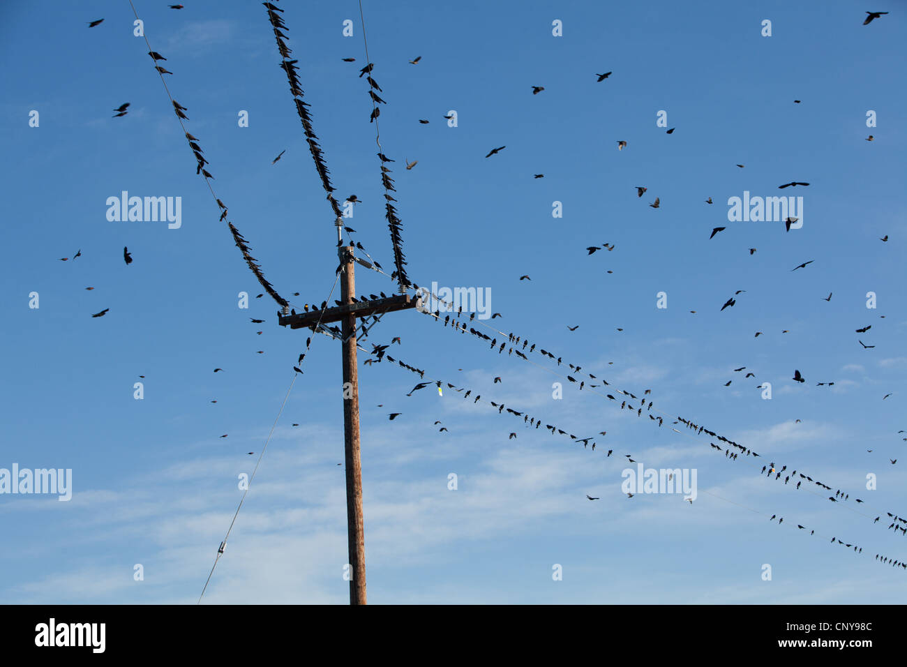 Black birds on power lines in a field Stock Photo - Alamy