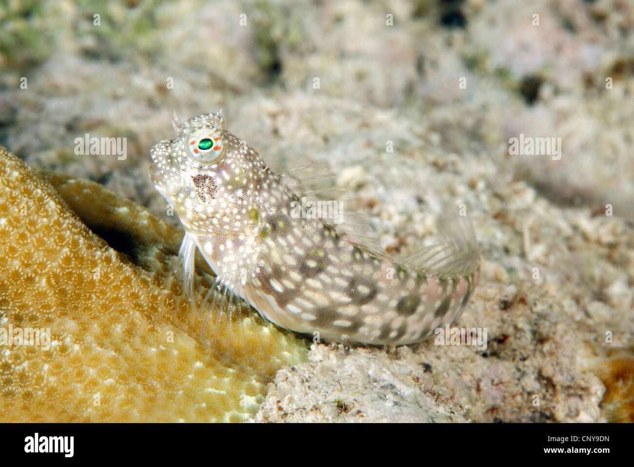 White Spotted Combtooth Blenny, Salarius alboguttatus Stock Photo - Alamy