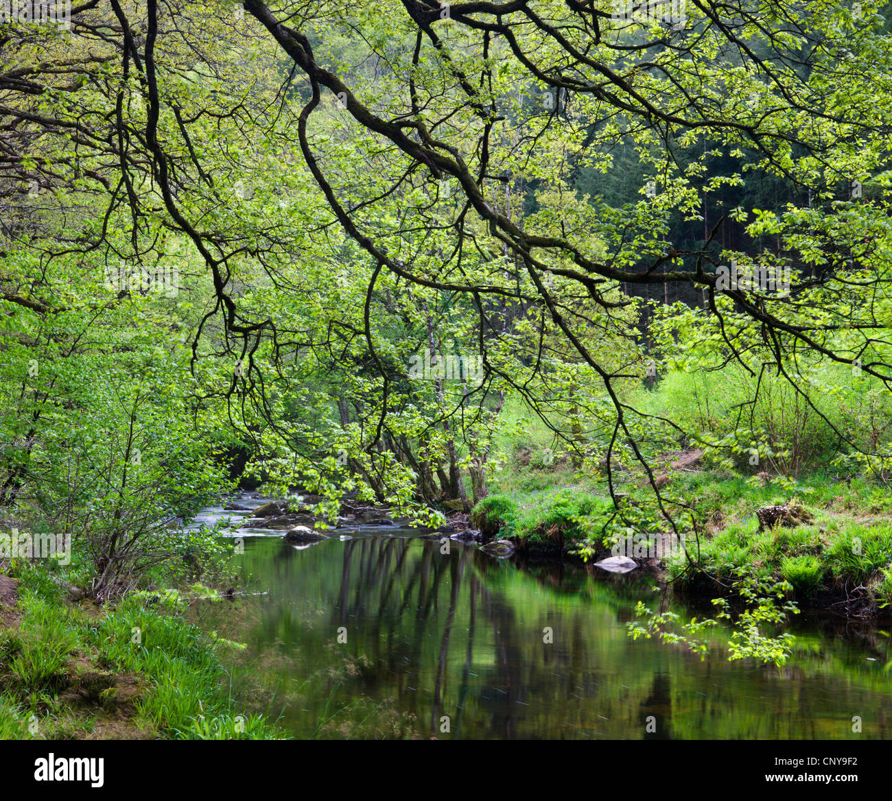 Fingle bridge spring hi-res stock photography and images - Alamy