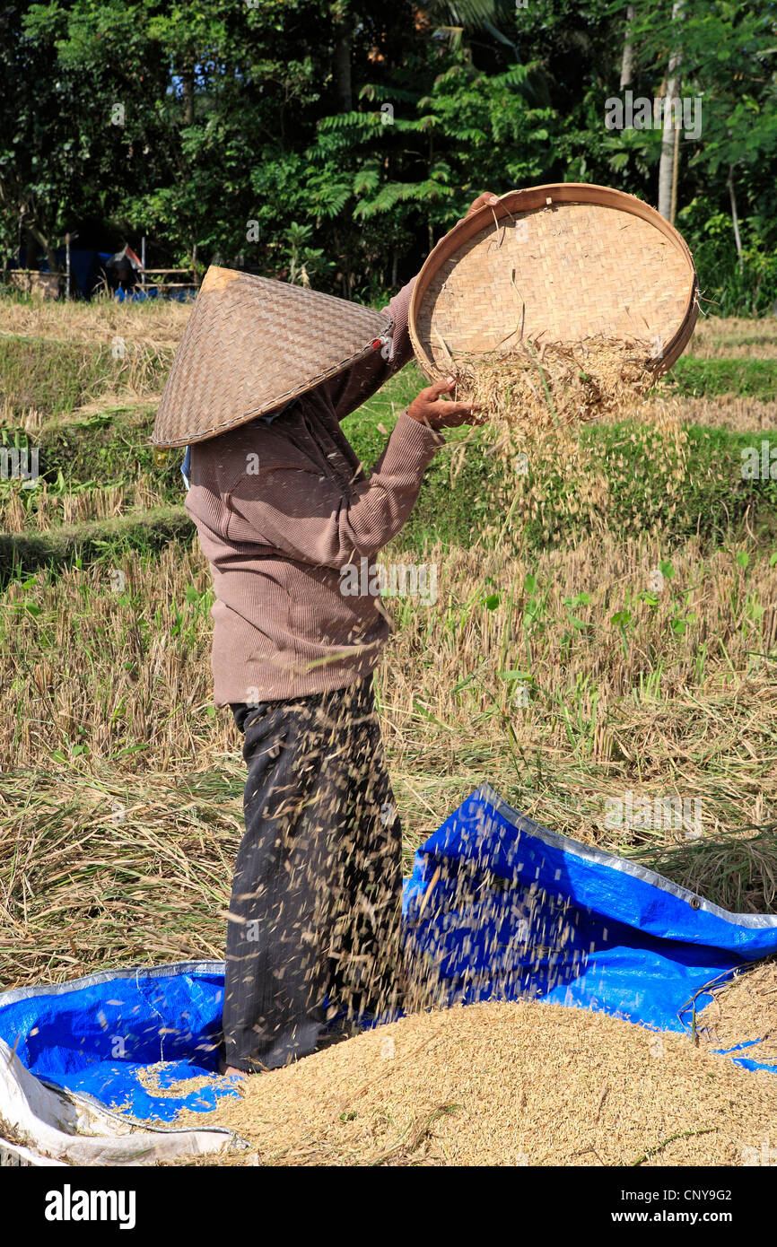 Winnowing High Resolution Stock Photography and Images - Alamy