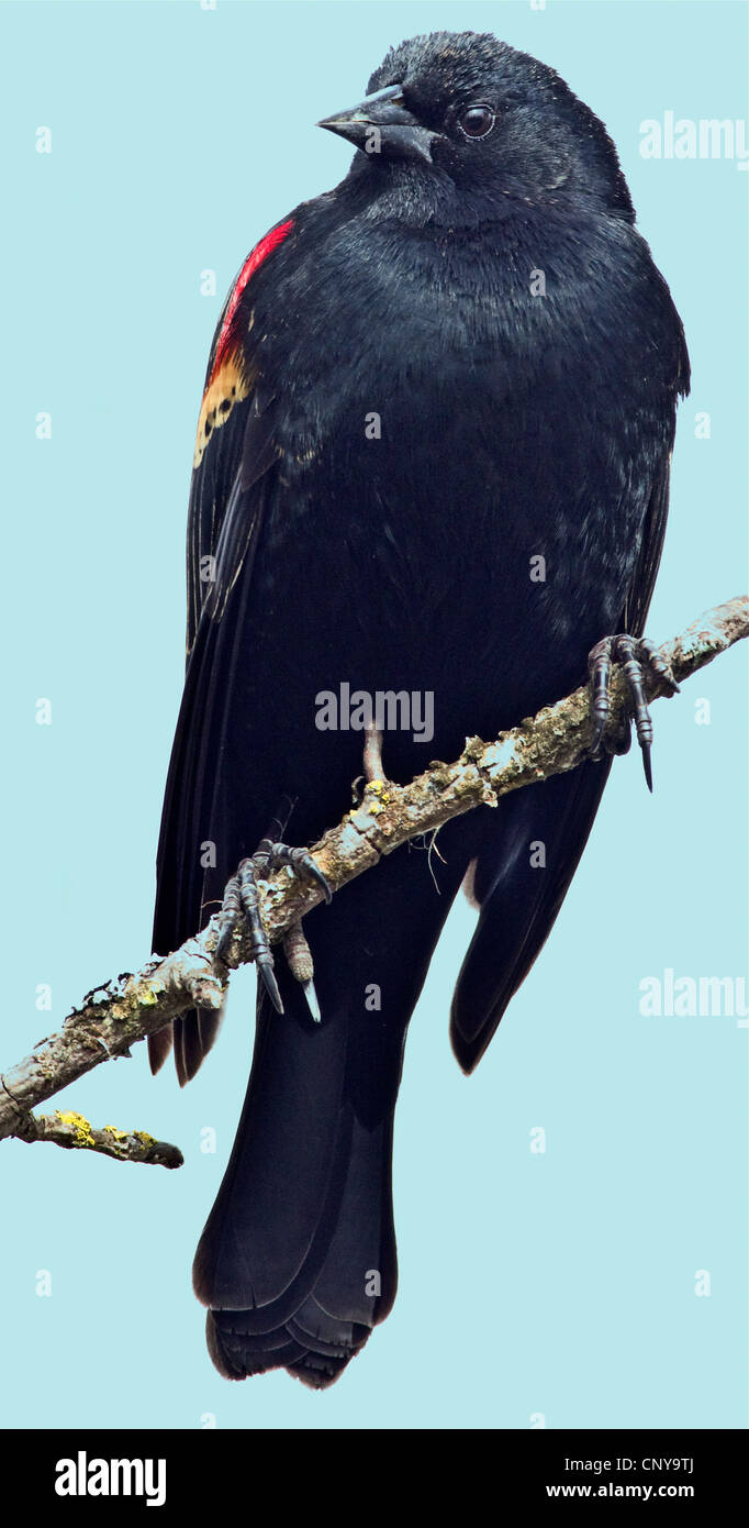 Phoeniceus hi-res stock photography and images - Alamy