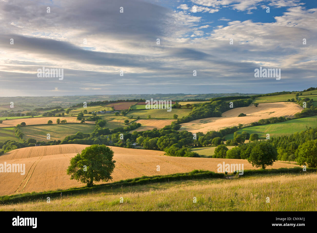 Beautiful rolling Devon countryside beneath a gorgeous sky, Raddon Hill ...